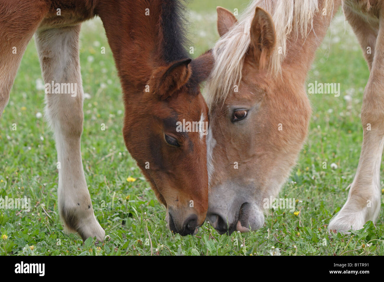 Foals in stable hi-res stock photography and images - Alamy