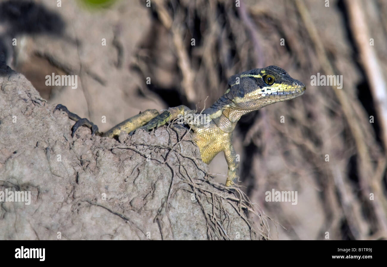 "The Basilisk, also known as the Jesus Christ Lizard because of their ...