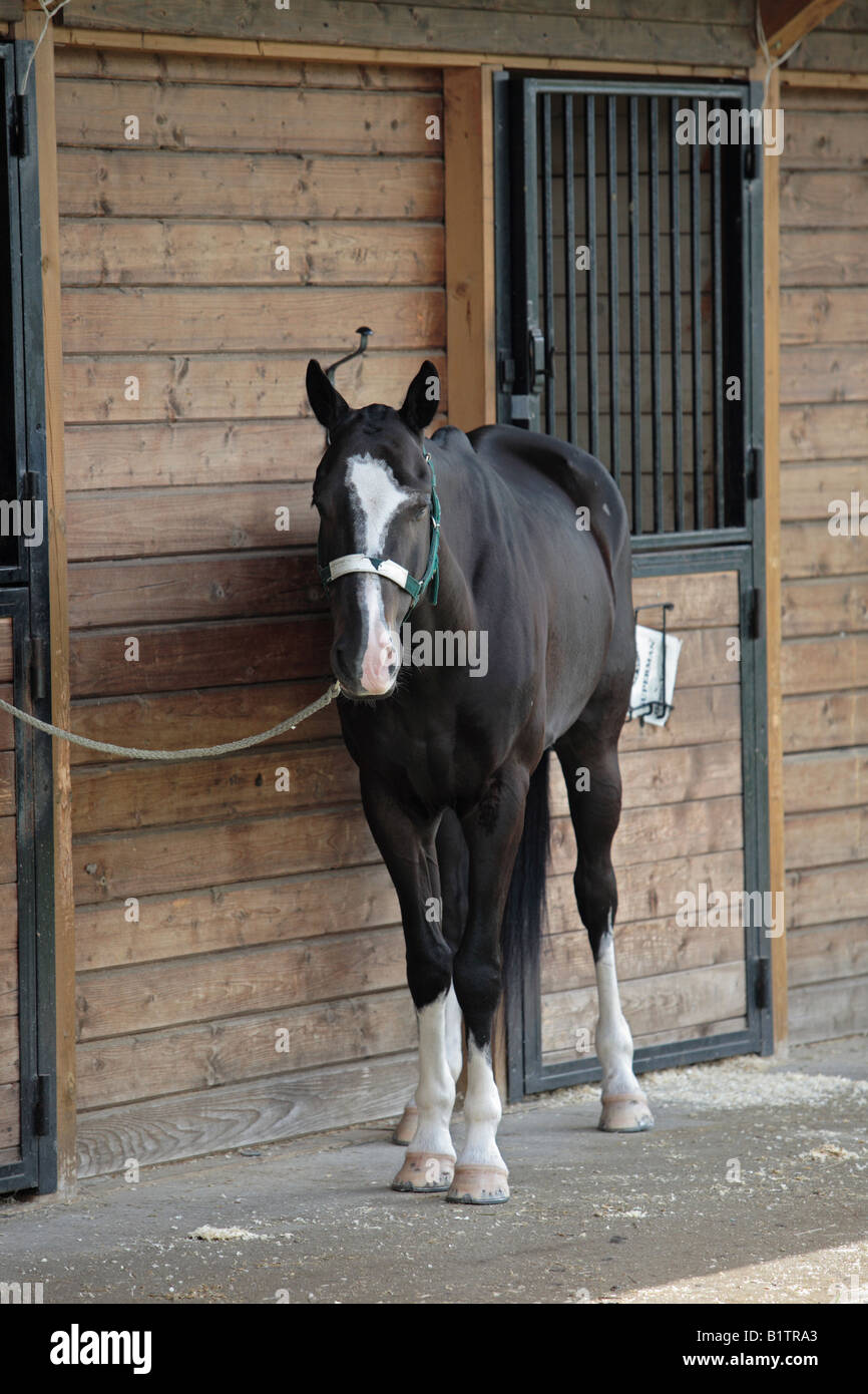 Polo pony in a stable Stock Photo - Alamy