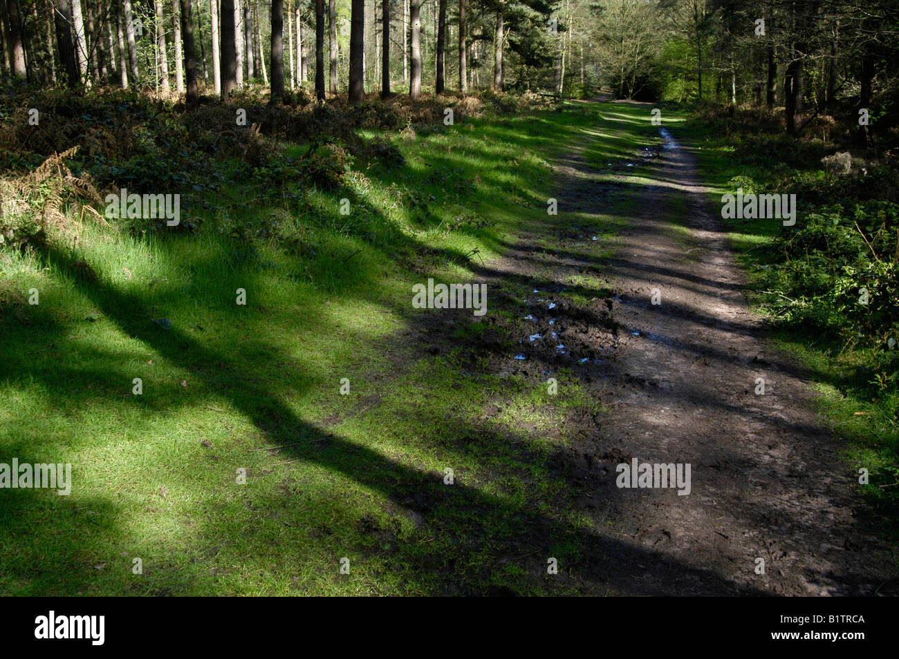 Forest track with shadows Near Kinver Stourbridge UK Stock Photo - Alamy