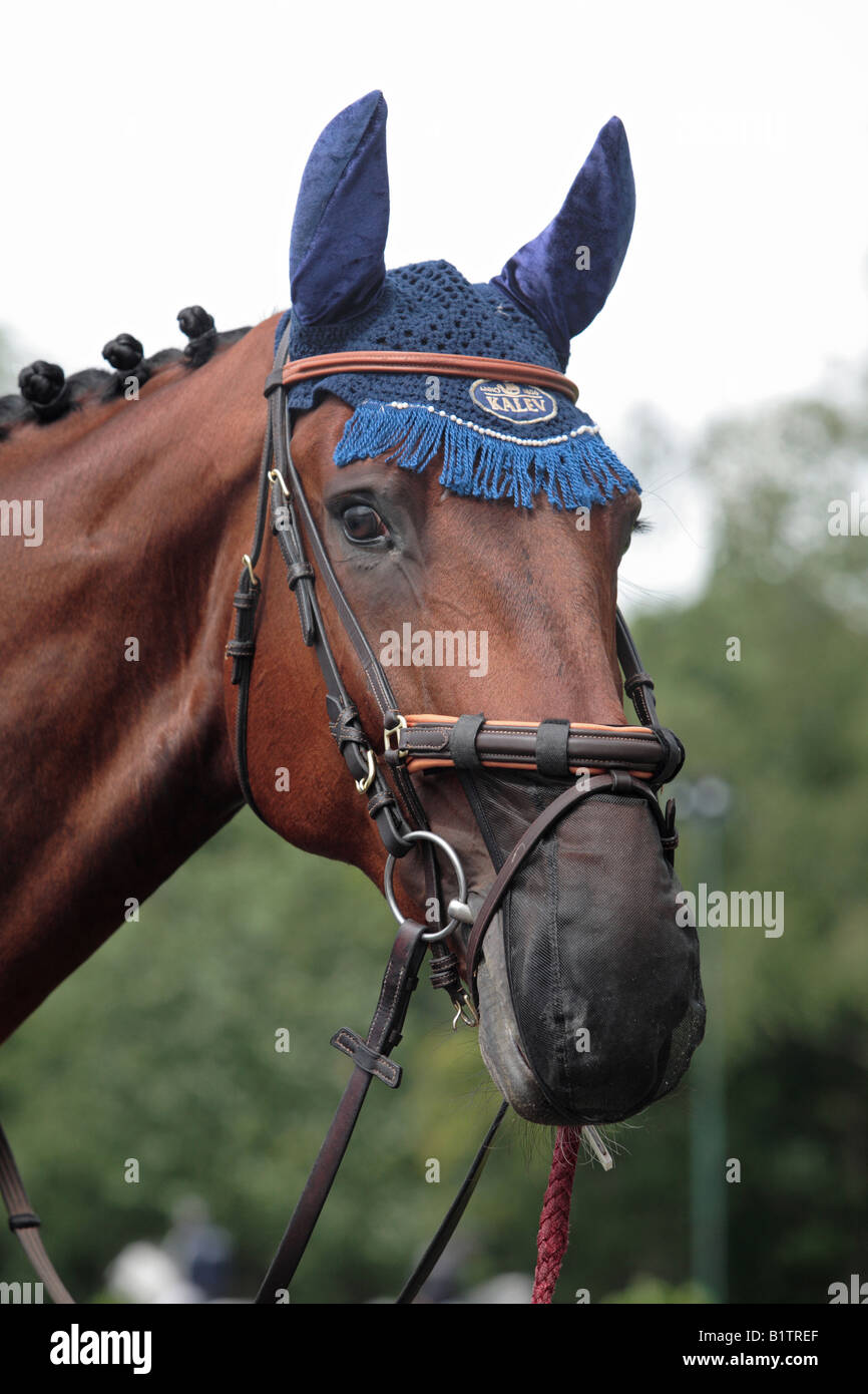 Portrait of the horse Stock Photo - Alamy