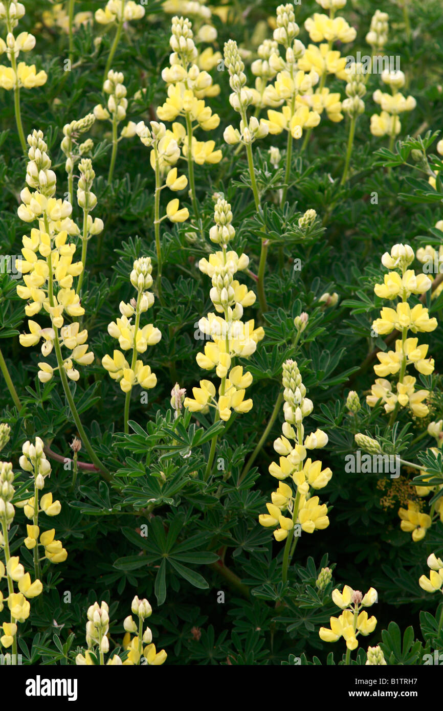 wild flowering yellow tree lupins close up Stock Photo - Alamy