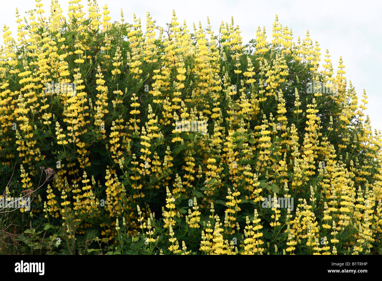 wild flowering yellow tree lupins Stock Photo - Alamy