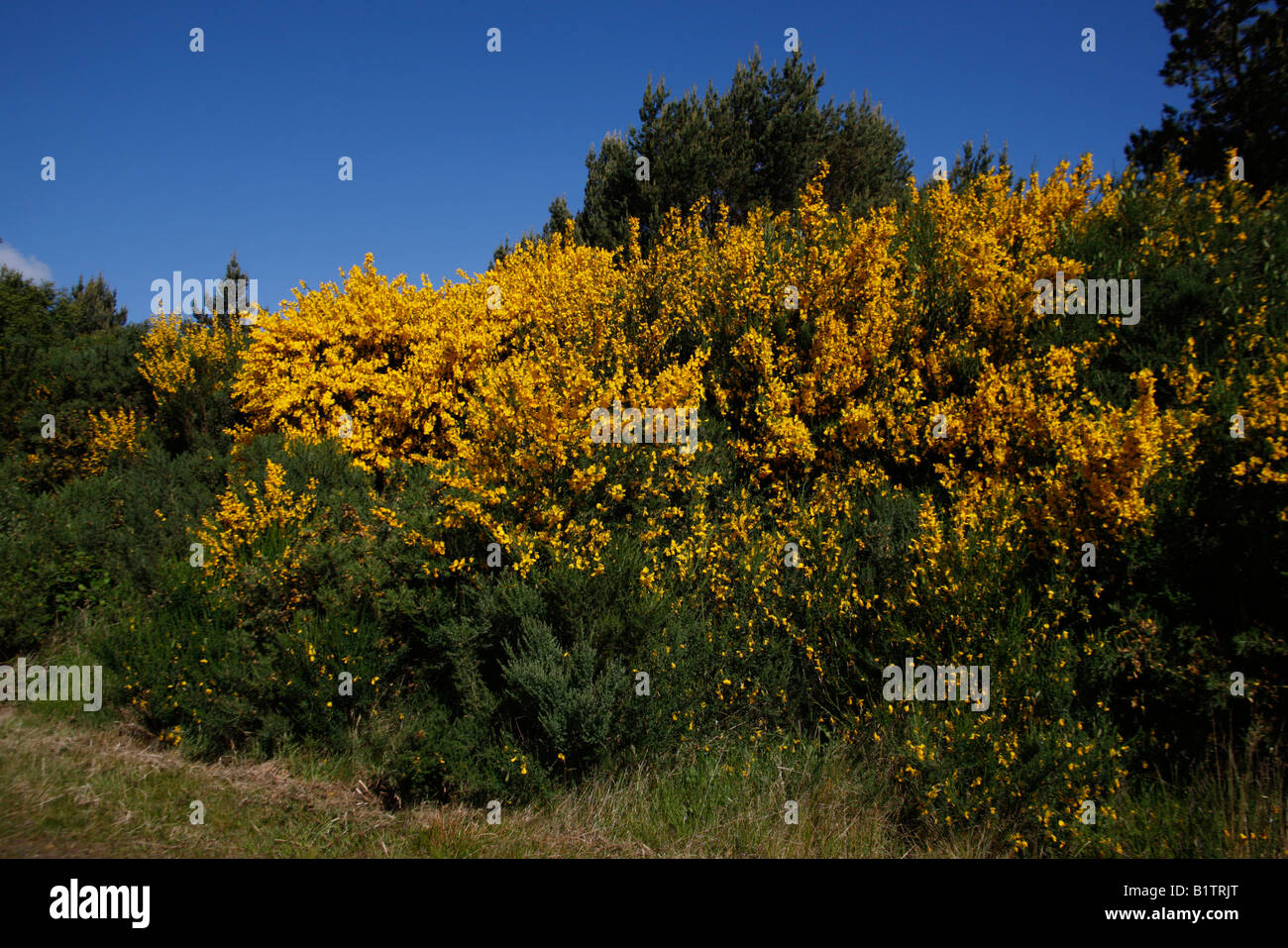 Broom Sarothamnus scoparius Scotland summer Stock Photo - Alamy