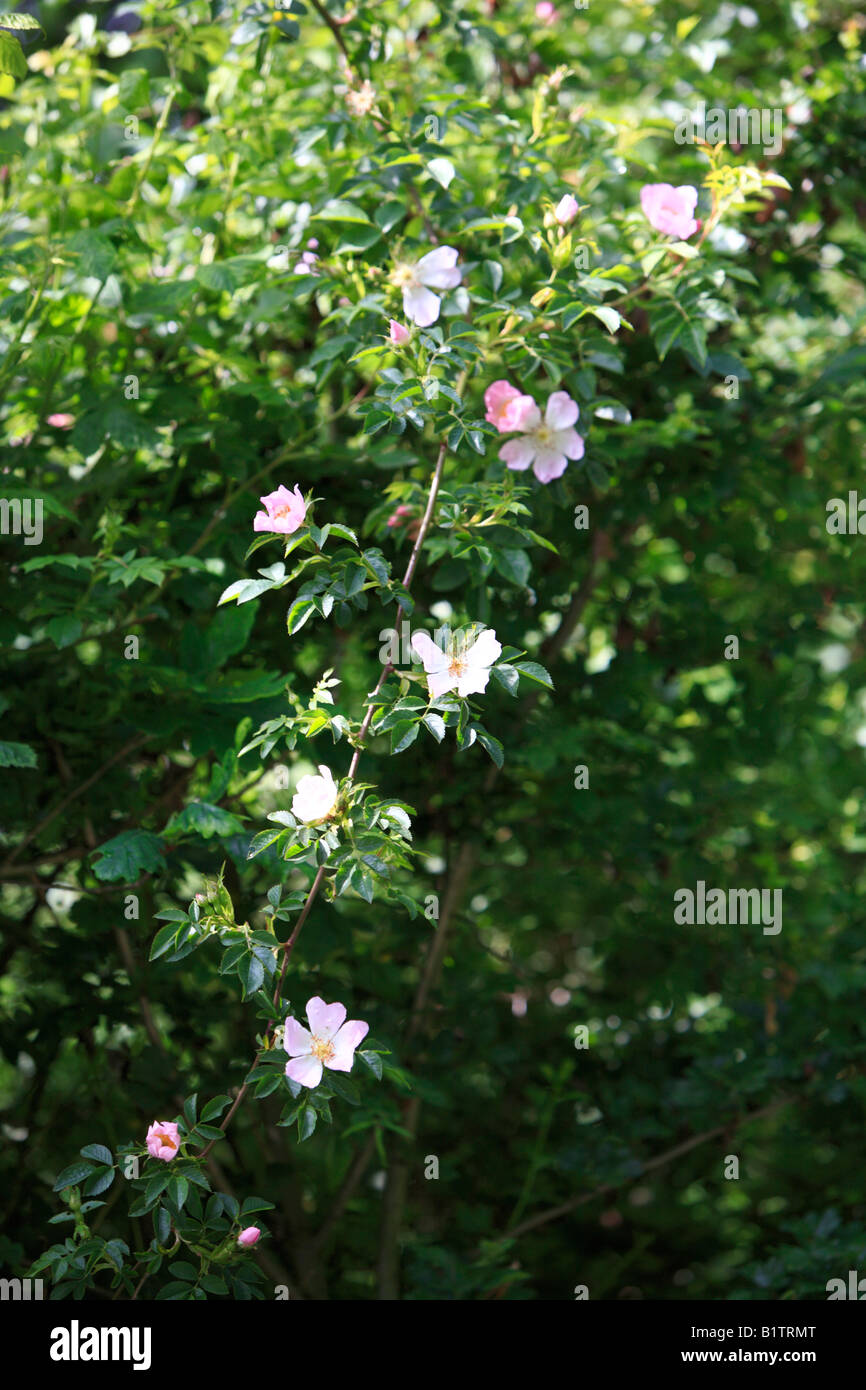 Dog rose shrub hi-res stock photography and images - Alamy
