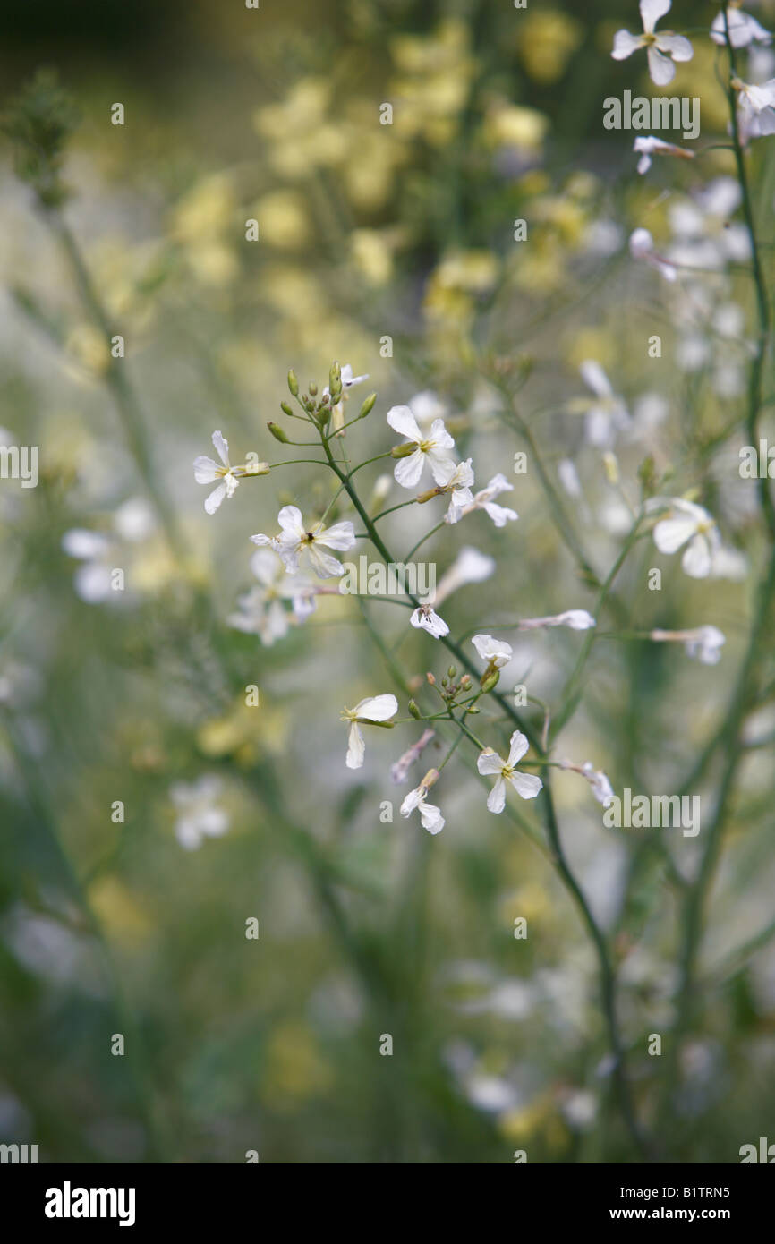 flowering wild wallflower Stock Photo - Alamy