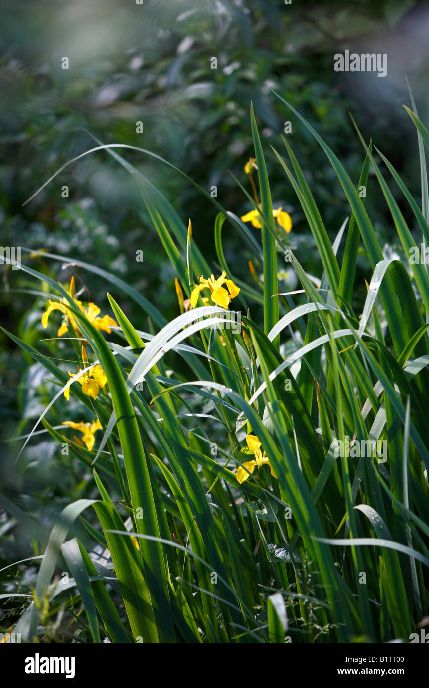 Yellow flag iris leaves hi-res stock photography and images - Alamy