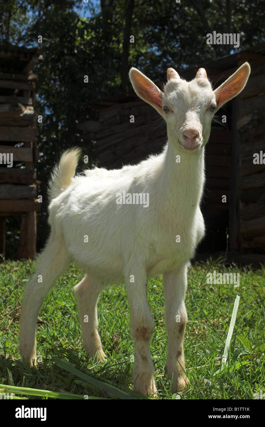 Close up of a goat kid facing camera on farm in Kenya Africa Stock ...