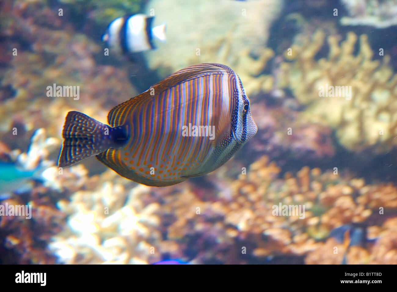 Singapore South East Asia Under Water World Tropical Fish Swimming ...