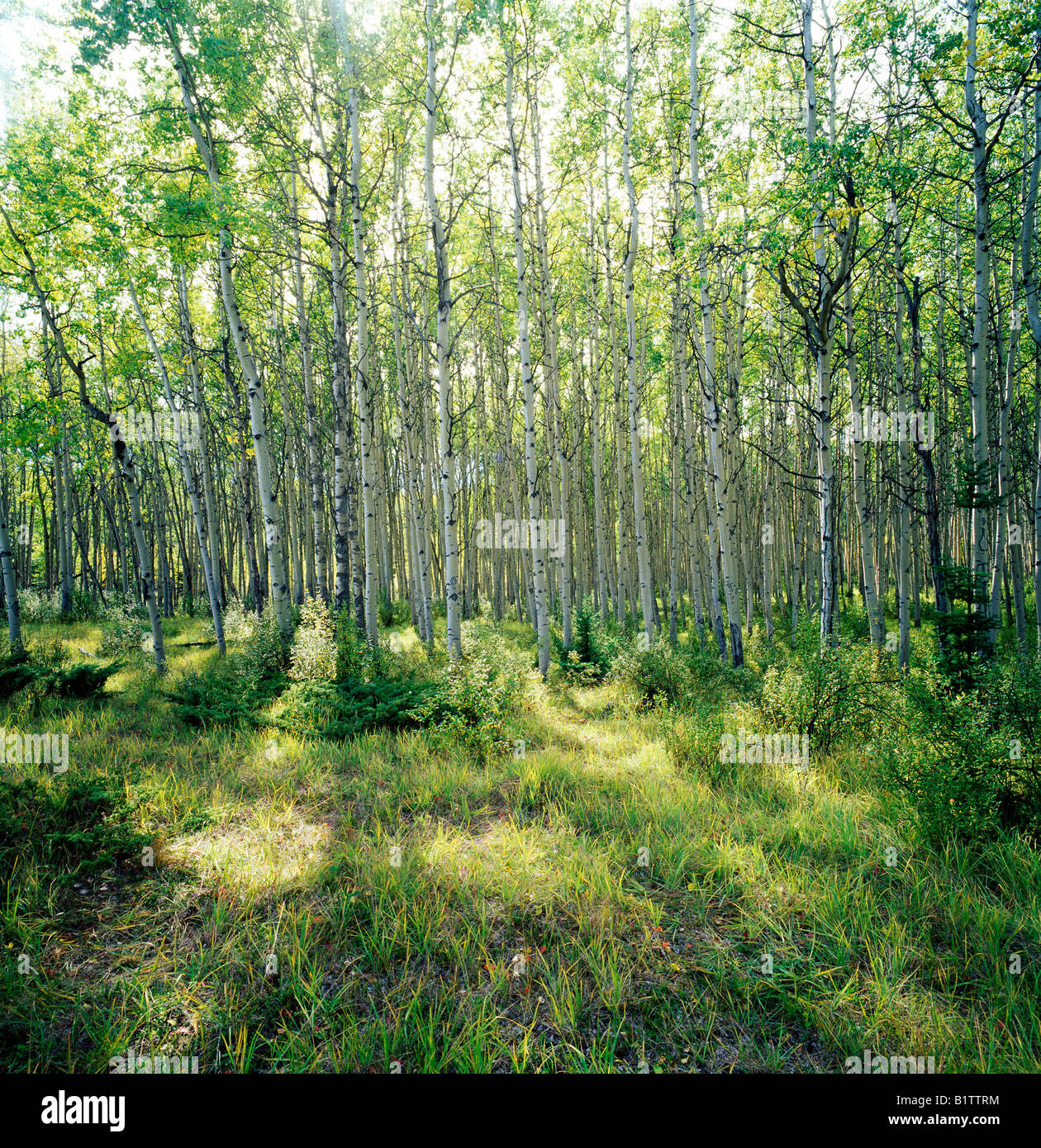 Grove of backlit Aspen trees near Pyramid Lake, Jasper National Park ...