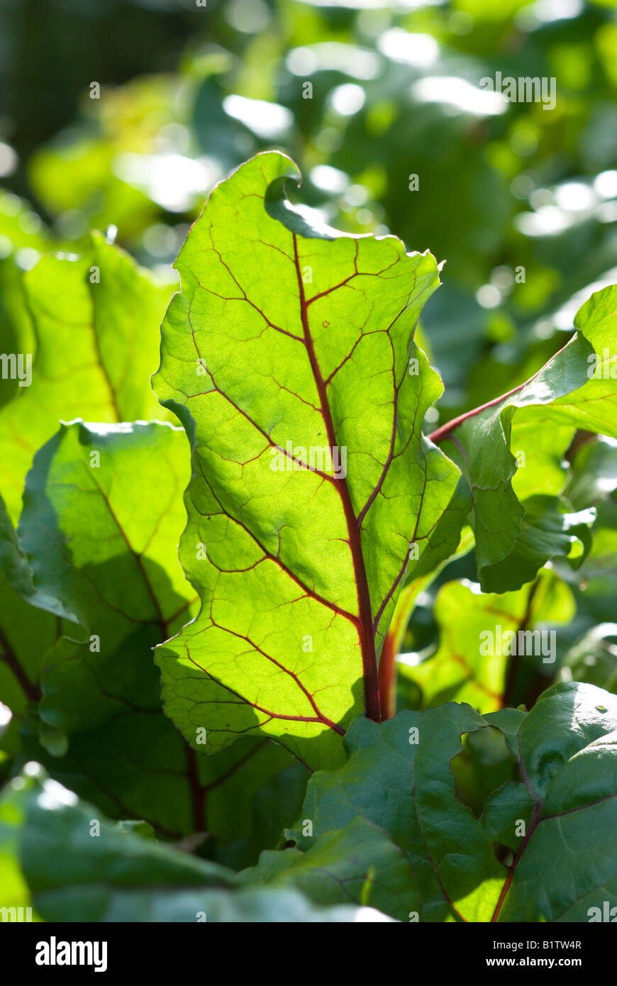beetroot leaf growing on an allotment in the north of england showing ...