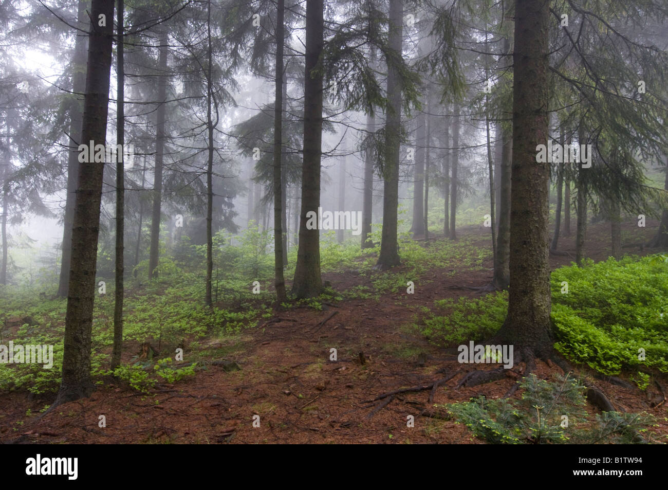 Gorce mountains hi-res stock photography and images - Alamy