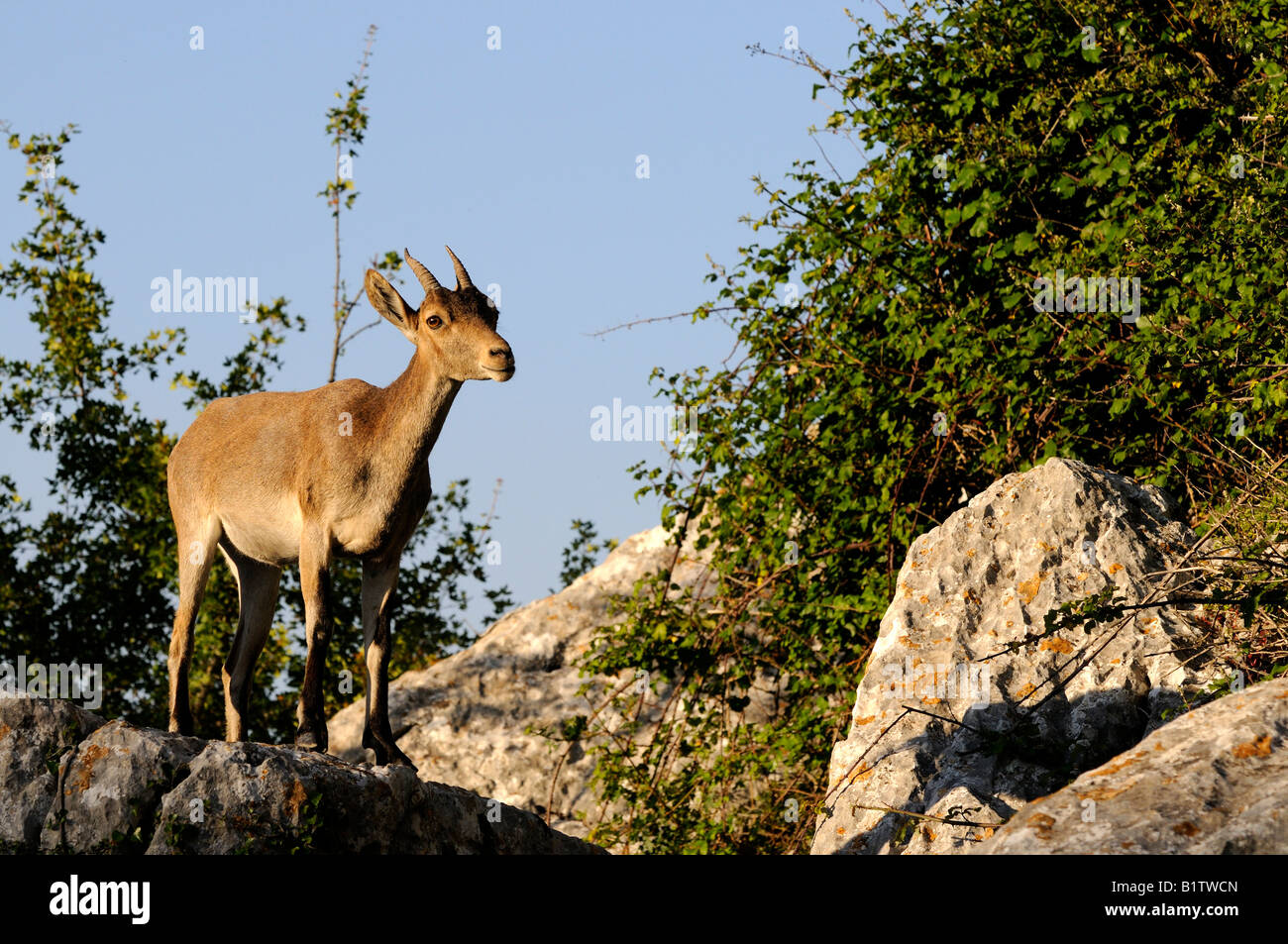 A goat which is walking Stock Photo - Alamy