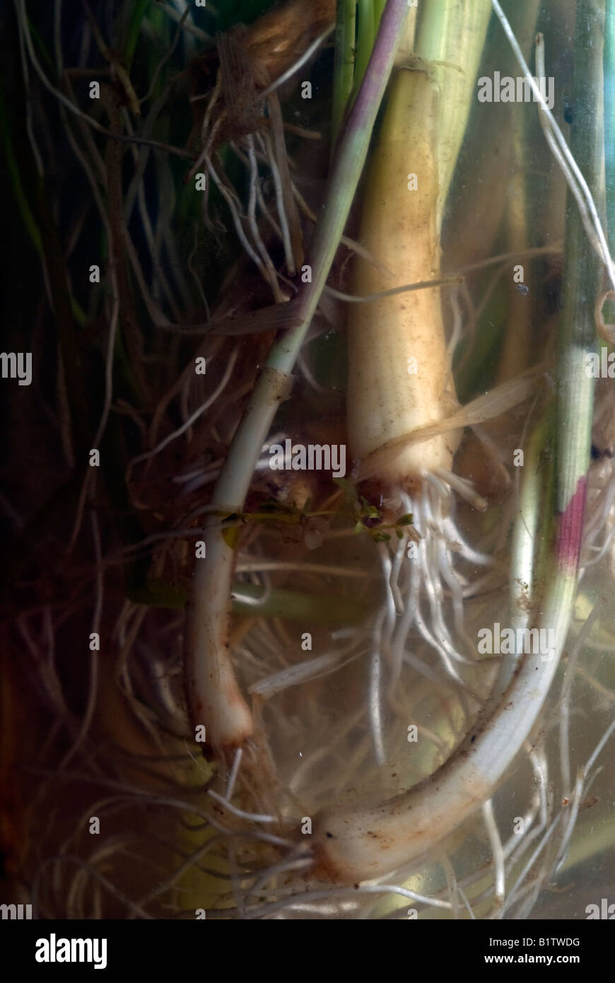 Scallions show their roots in water Stock Photo - Alamy