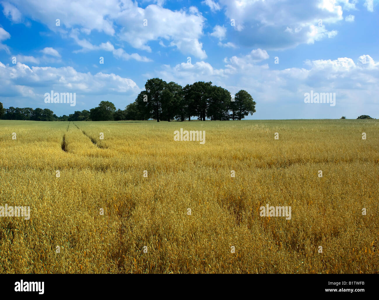 crops in rows farmland field colour Stock Photo - Alamy