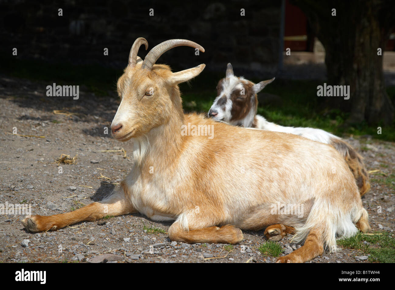 Shire horse centre hi-res stock photography and images - Alamy