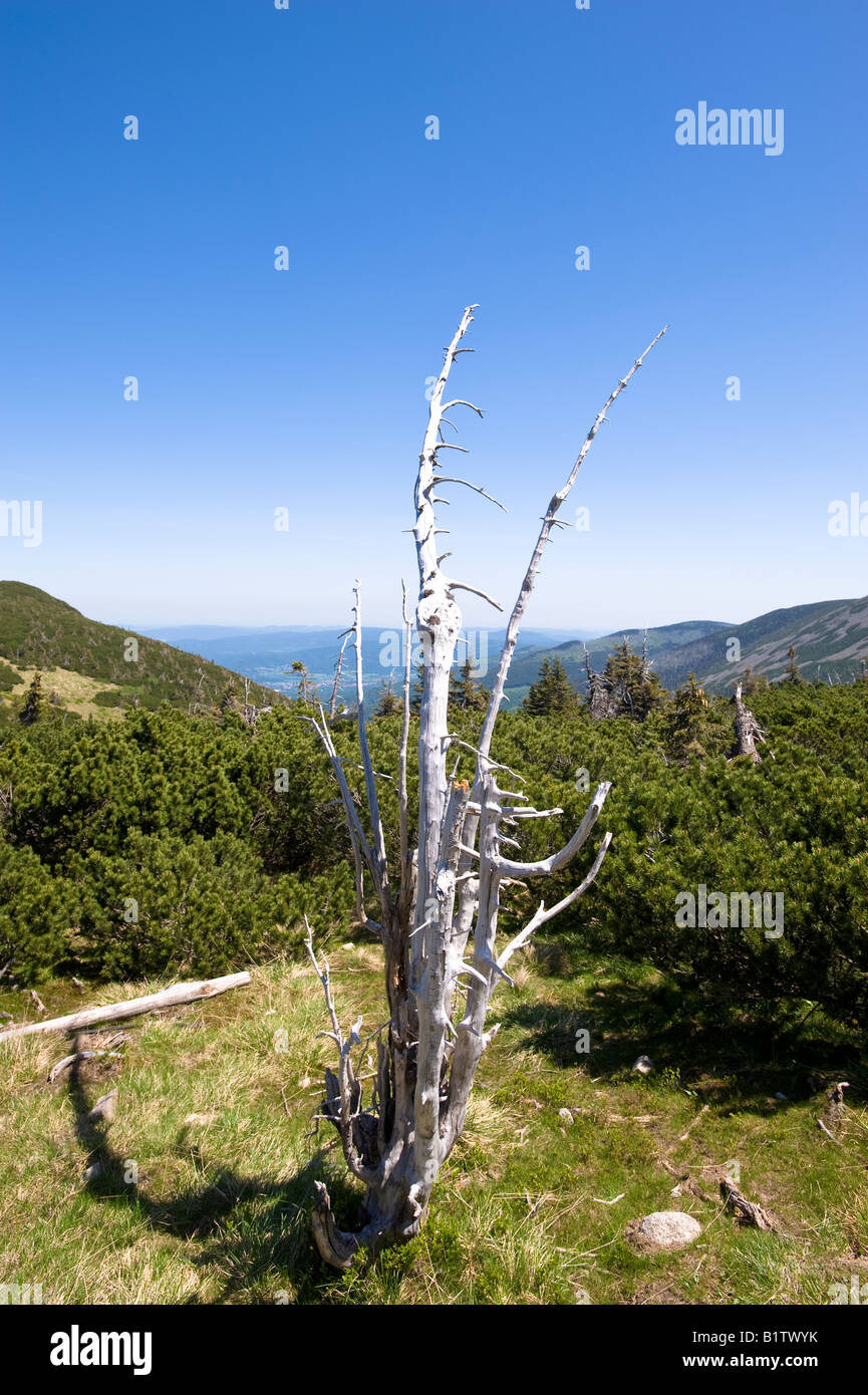 Dead tree and landscape of Karkonosze Mountains Poland Stock Photo - Alamy