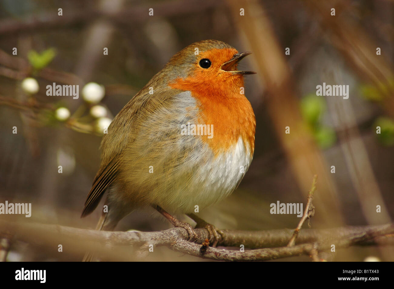 Male robin singing hi-res stock photography and images - Alamy