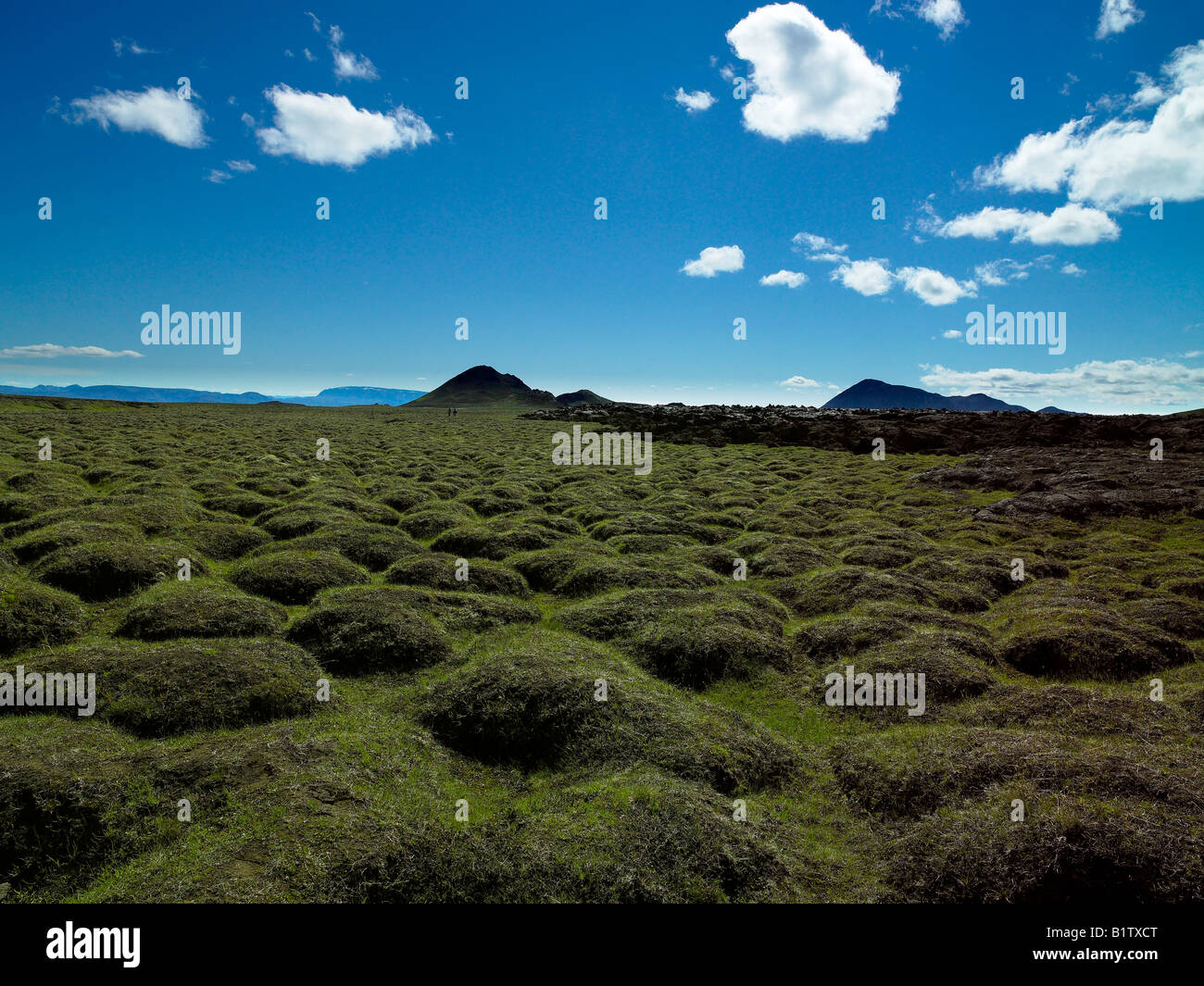 Tussock Grass in Leirhnjukur Geothermal Area, Iceland Stock Photo - Alamy