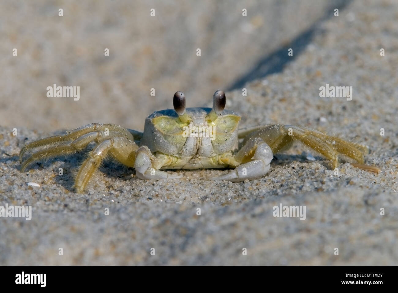 Sand crab on the beach, Outer banks, North Carolina Stock Photo - Alamy