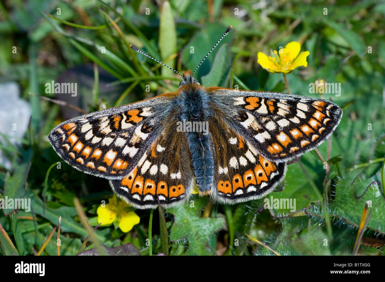 marsh fritillary euphydryas aurinia islay scotland Stock Photo - Alamy