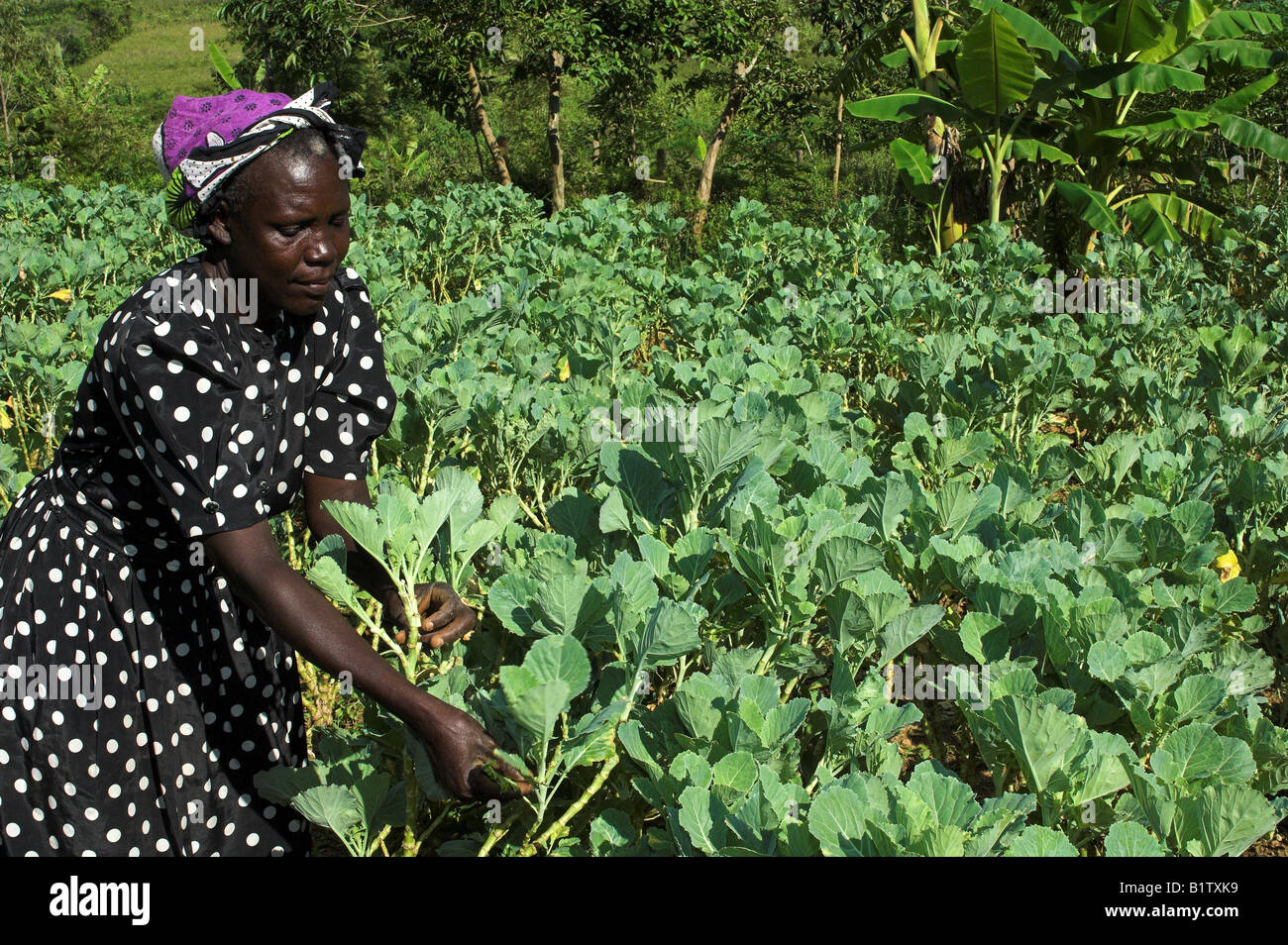 Kenyan lady picking crops hi-res stock photography and images - Alamy