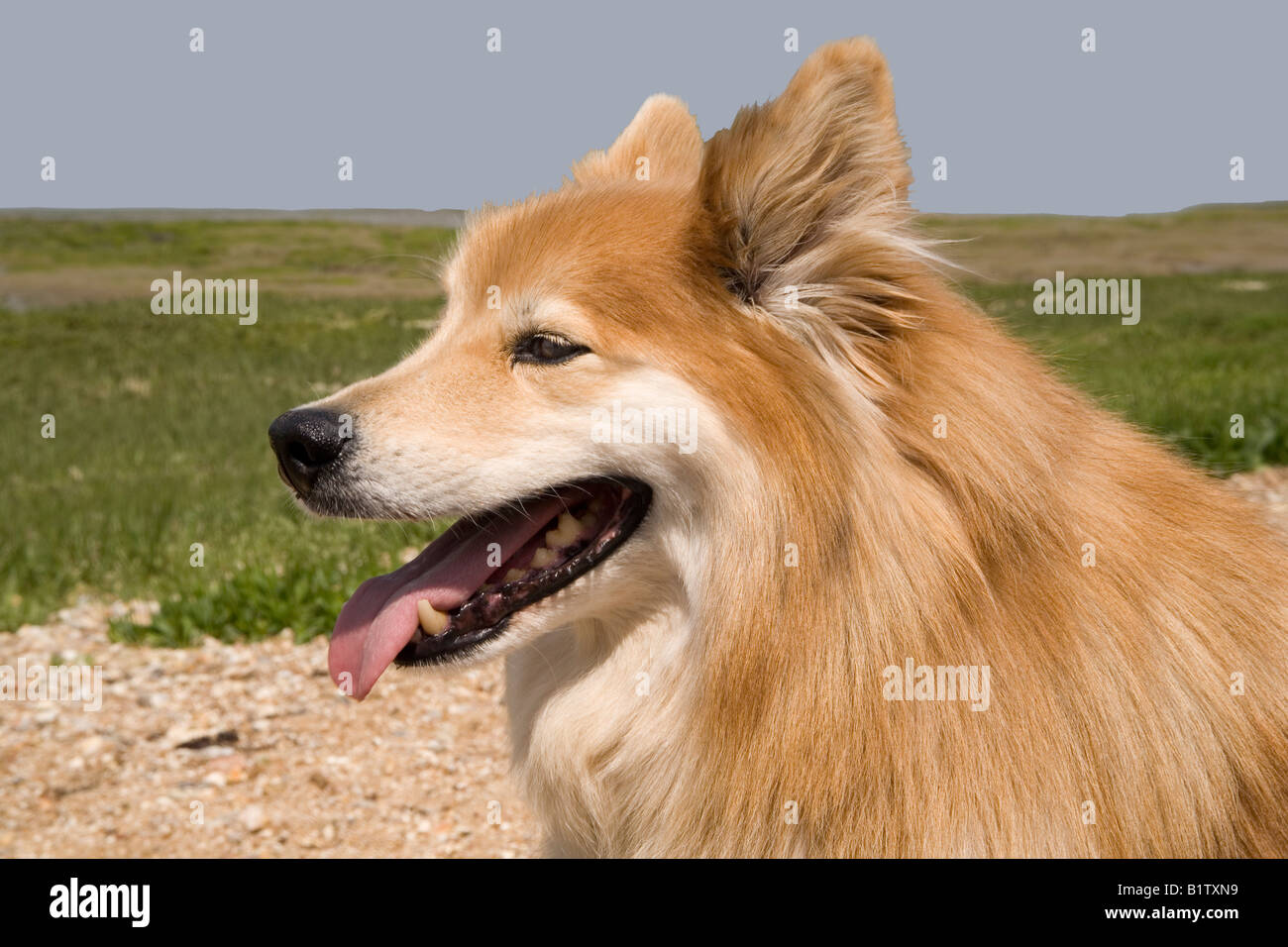 Samoyed Sled High Resolution Stock Photography and Images - Alamy
