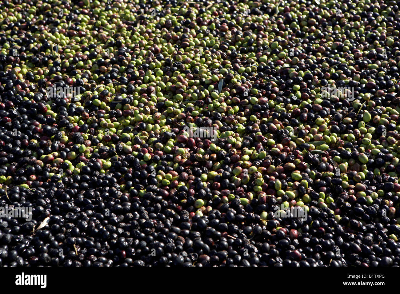 Fresh Olives, Marrakech, Morocco Stock Photo - Alamy