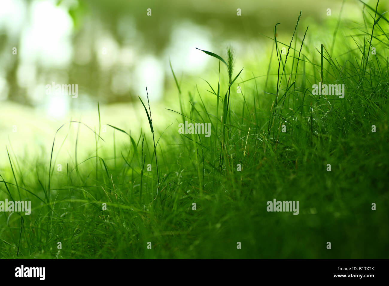 Blades of grass Stock Photo - Alamy