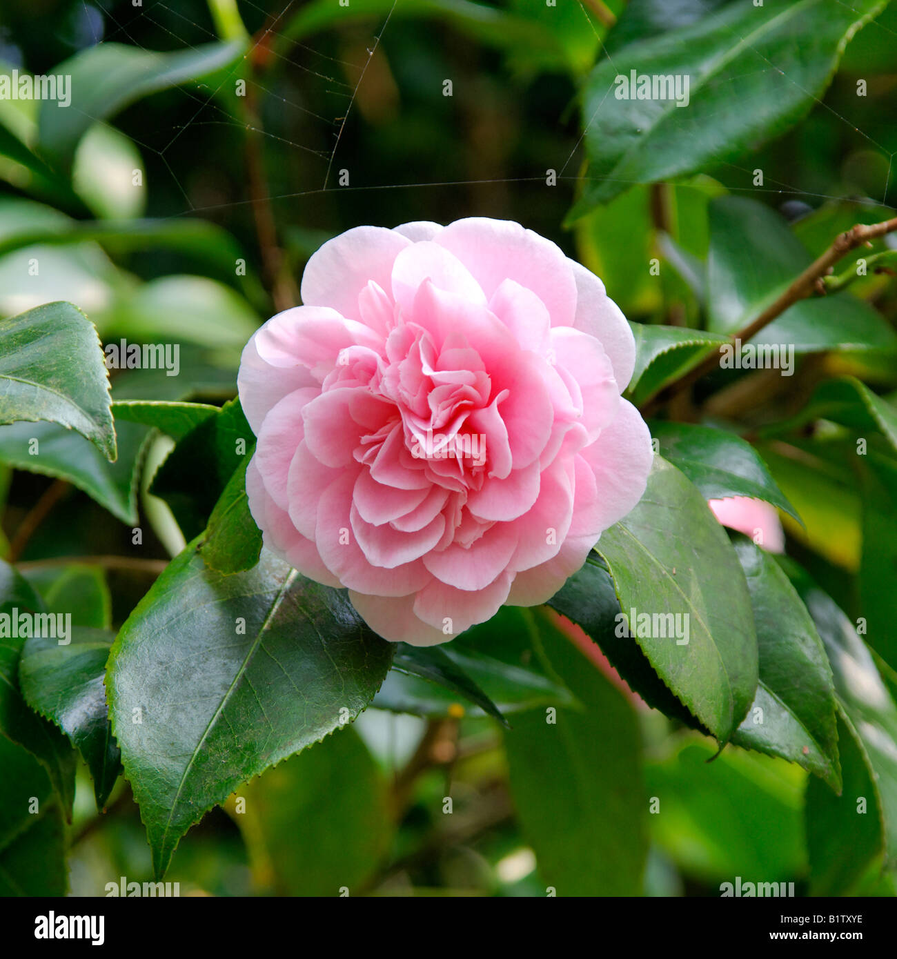 Single pink camellia hi-res stock photography and images - Alamy