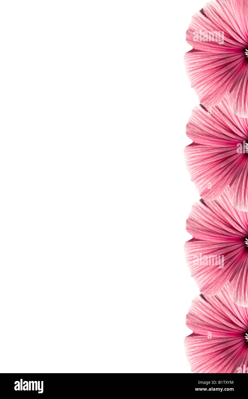 Page Borders For Microsoft Word Floral