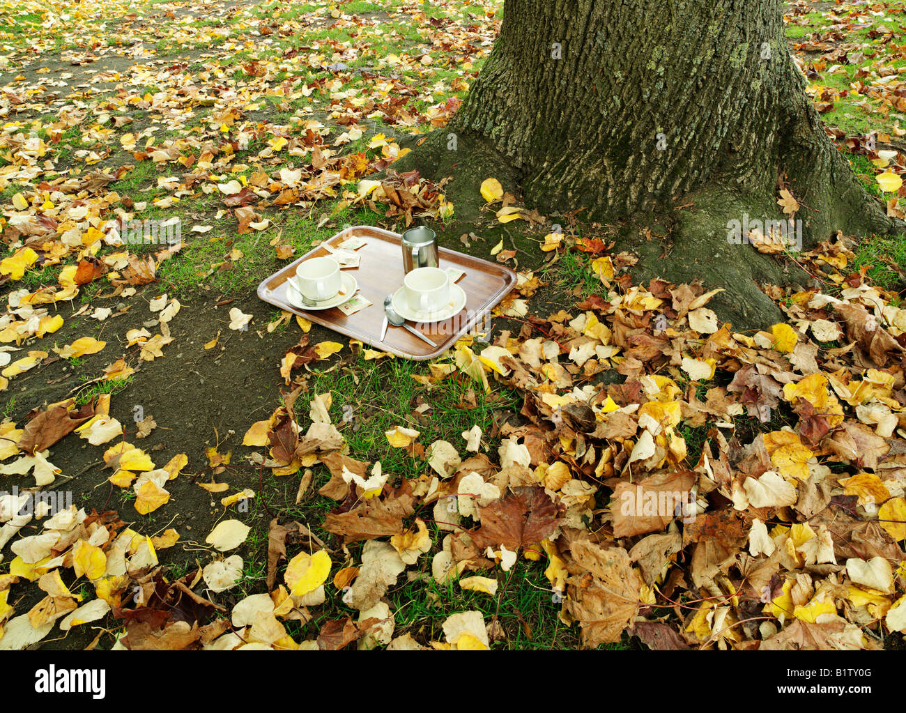 tray with tea cups abandoned under tree Stock Photo - Alamy