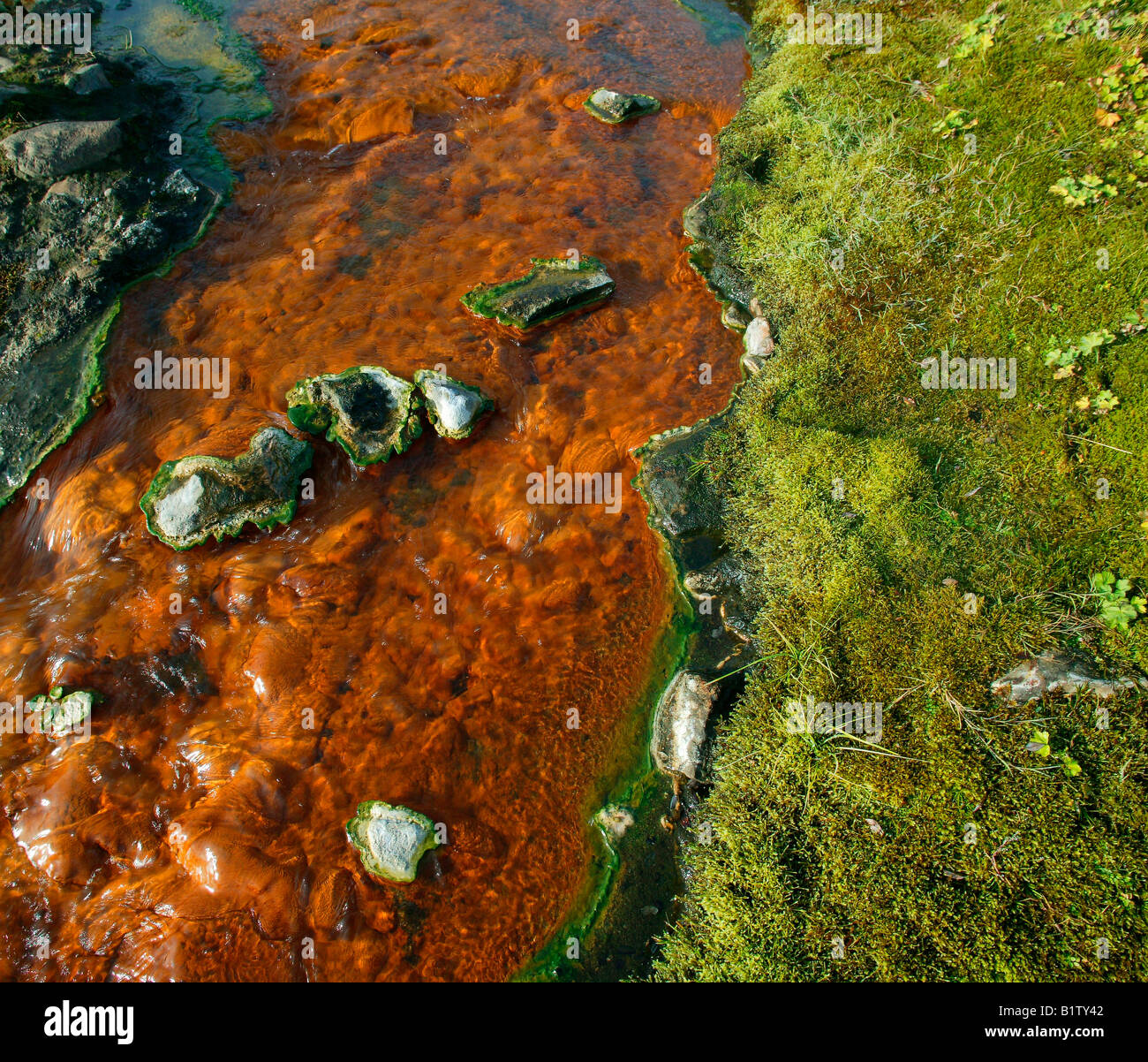 Moss and Algae at Hot Spring in Iceland Stock Photo - Alamy