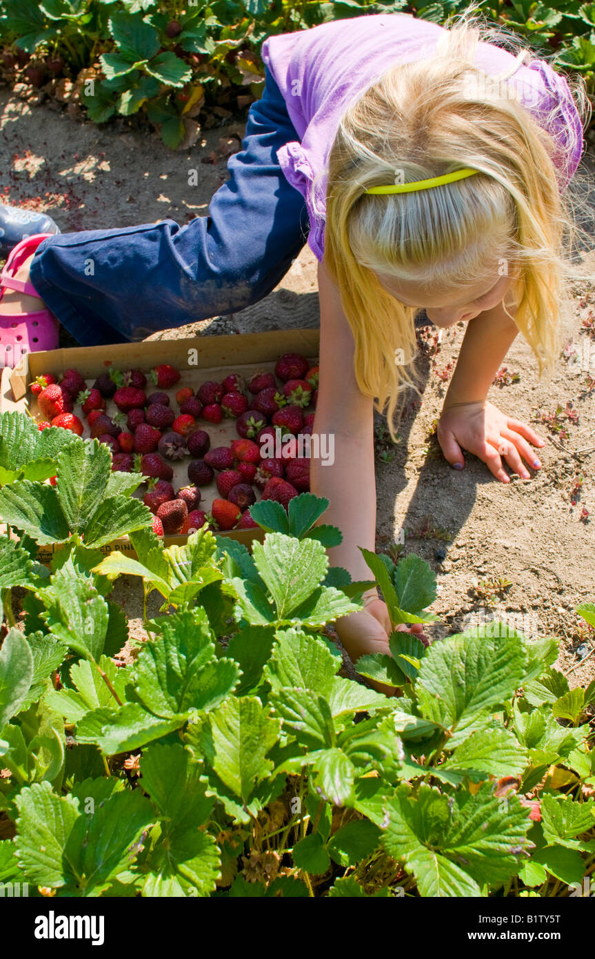 A little girl picking strawberries from an organic farm Stock Photo - Alamy