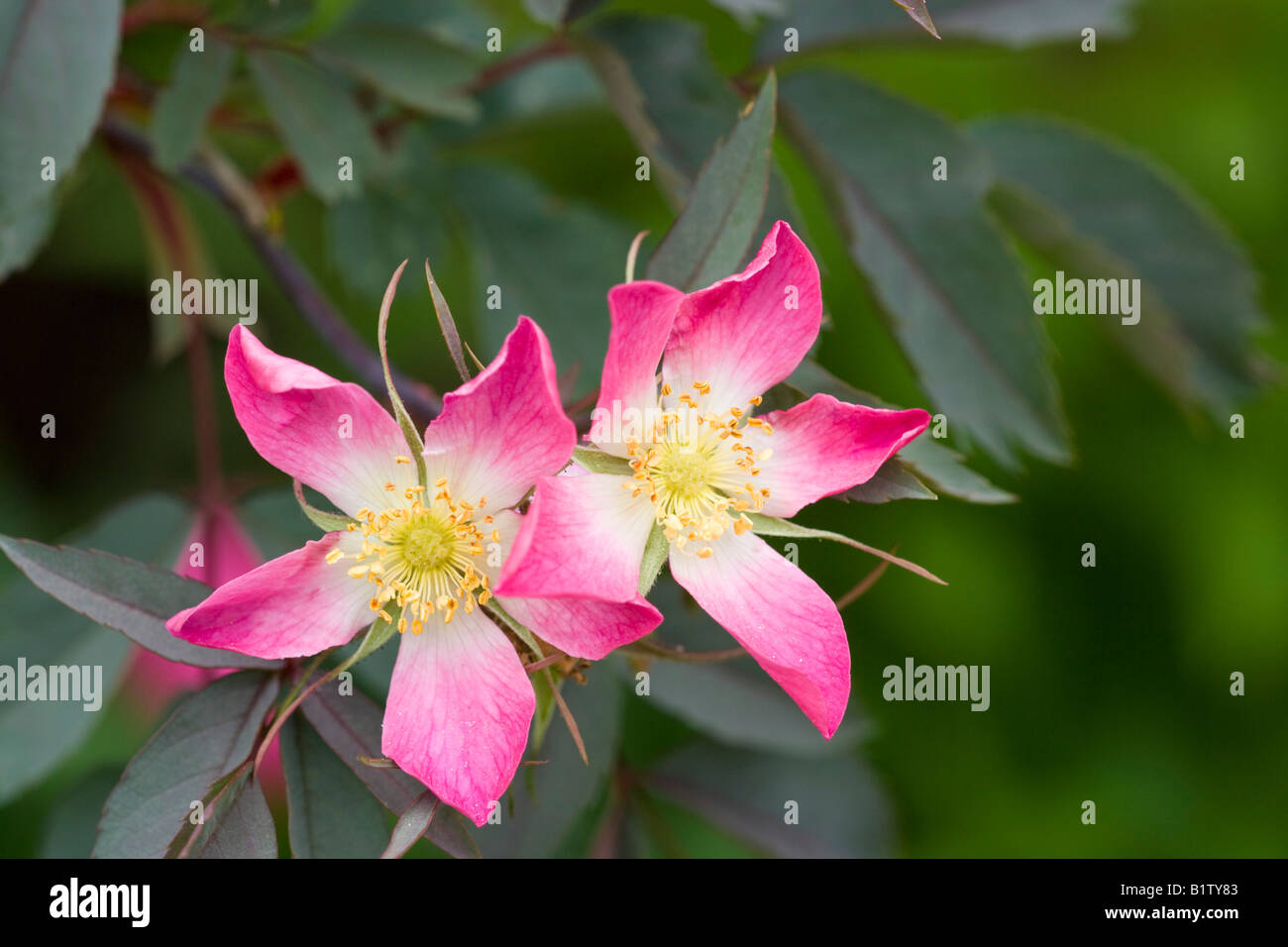 Rosa Glauca Flower High Resolution Stock Photography and Images - Alamy