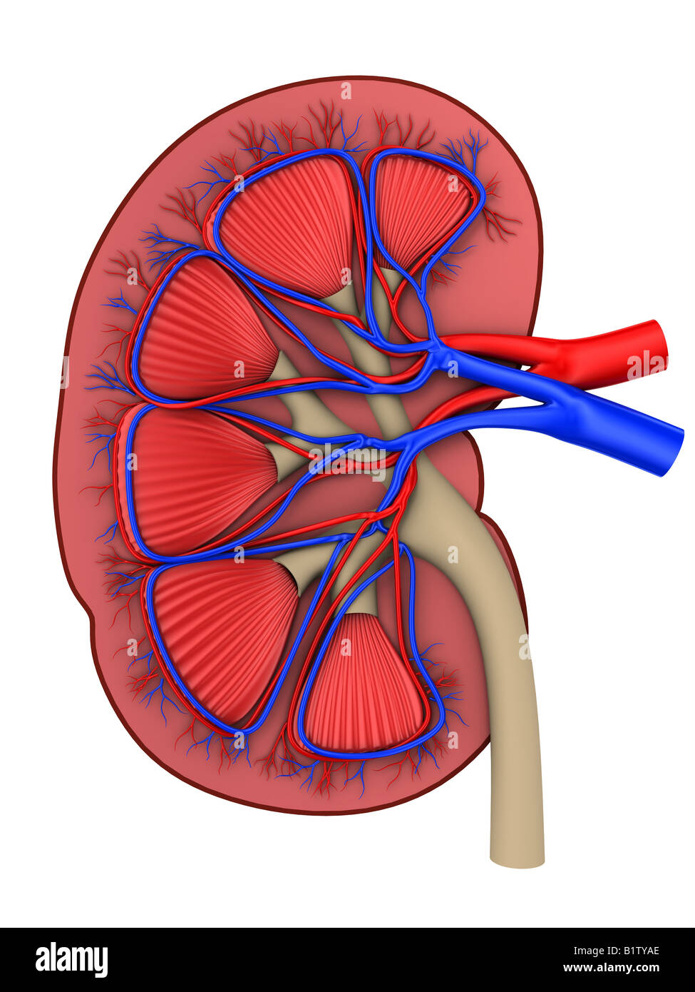 kidney cross section Stock Photo - Alamy