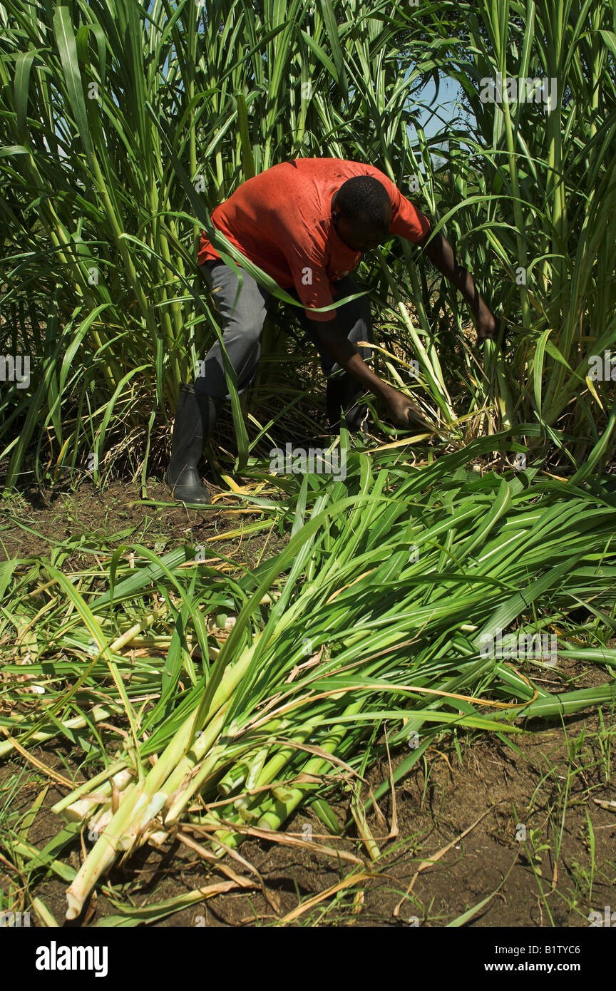 Cutting grass africa hi-res stock photography and images - Alamy