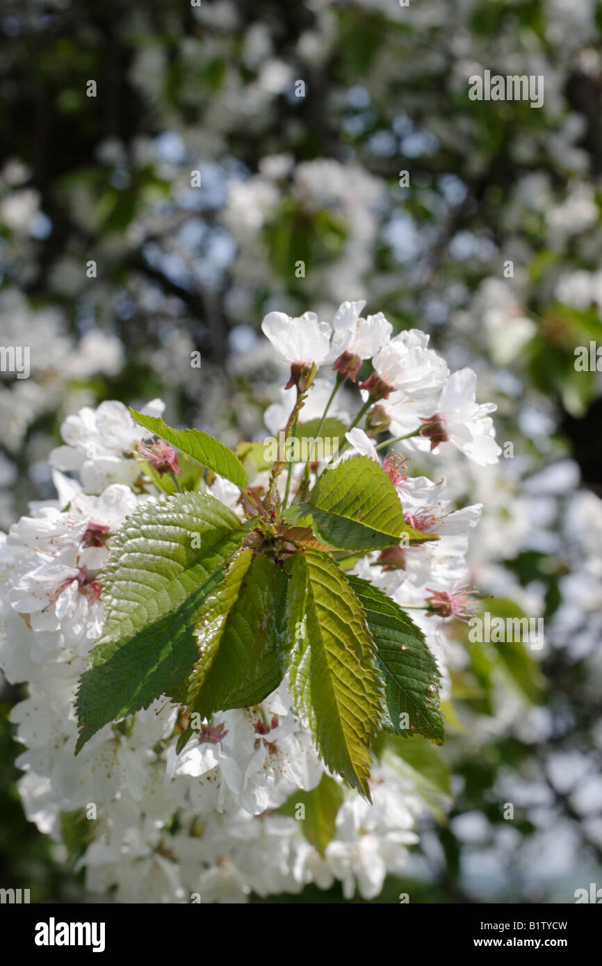 Gean hi-res stock photography and images - Alamy