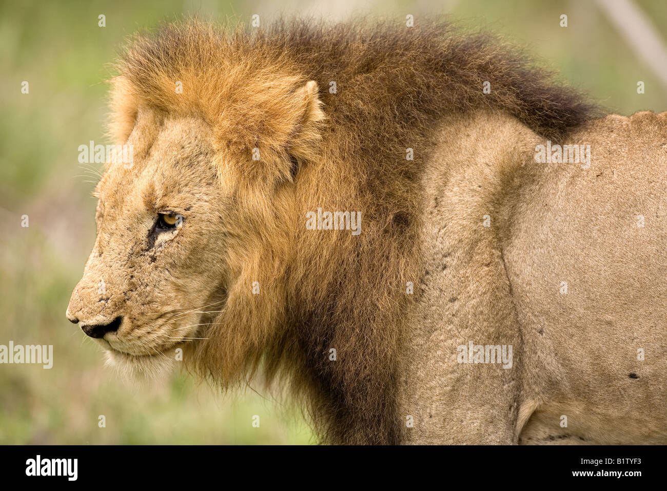 Johannesburg lion park hi-res stock photography and images - Alamy