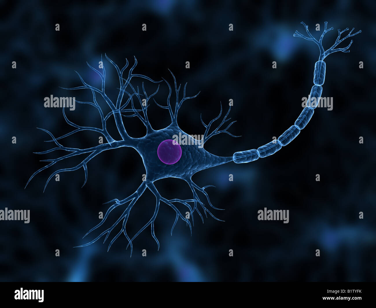 Human neuron hi-res stock photography and images - Alamy