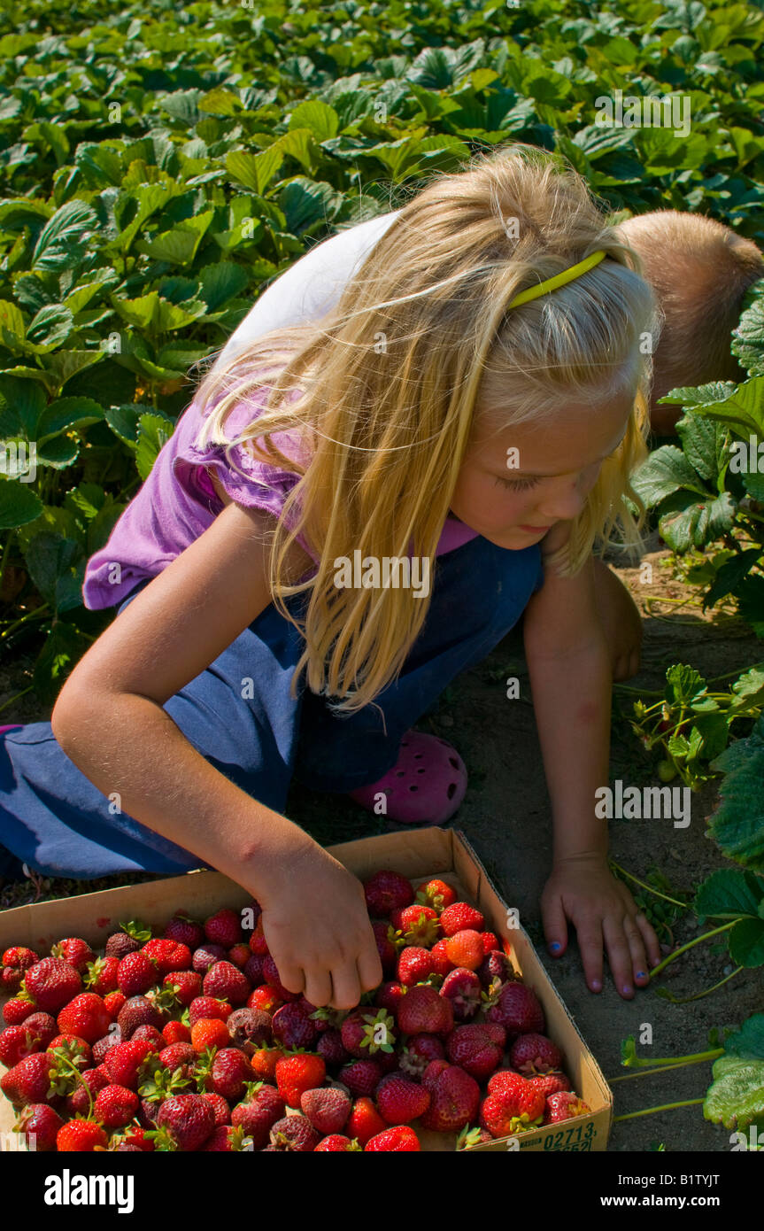 A little girl picking strawberries from an organic farm Stock Photo - Alamy