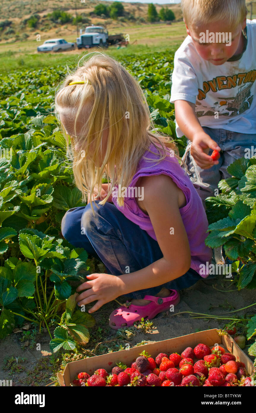 Children picking strawberries from an organic farm Stock Photo - Alamy