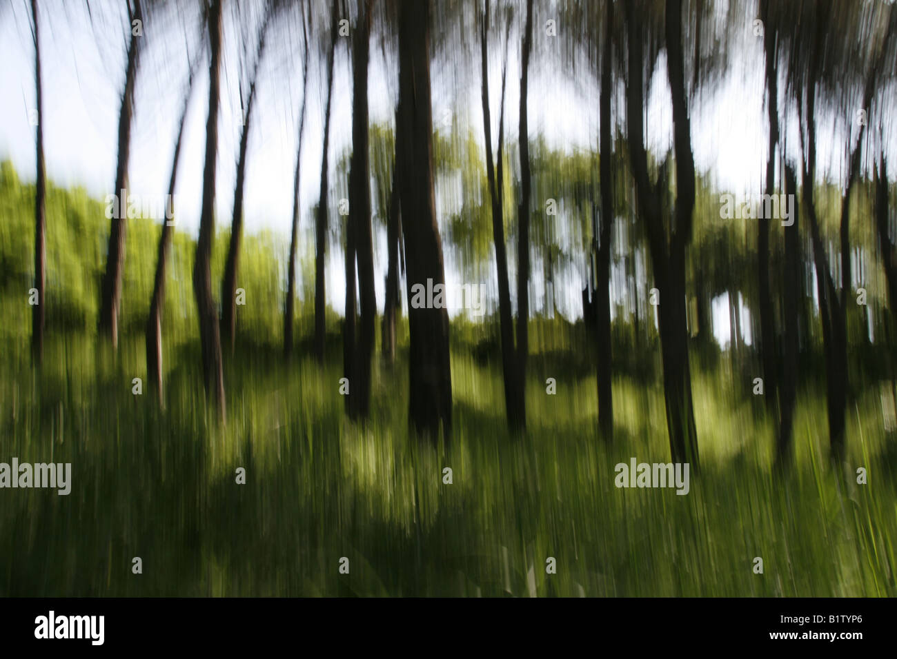 abstract pine forest trees in morning sun Stock Photo - Alamy