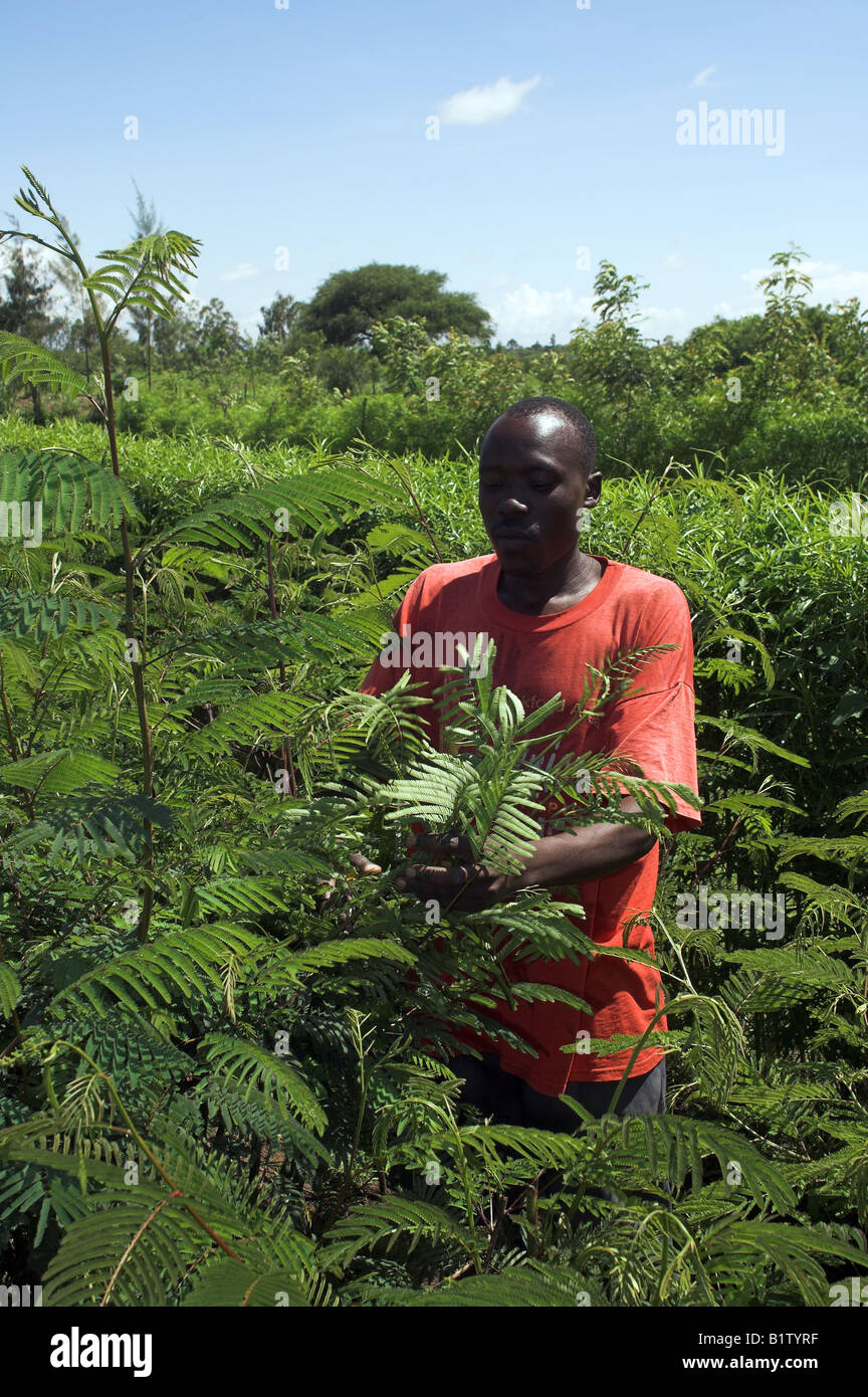 Lusi Community Orphans project cutting nitrogen fixing Fodder trees ...