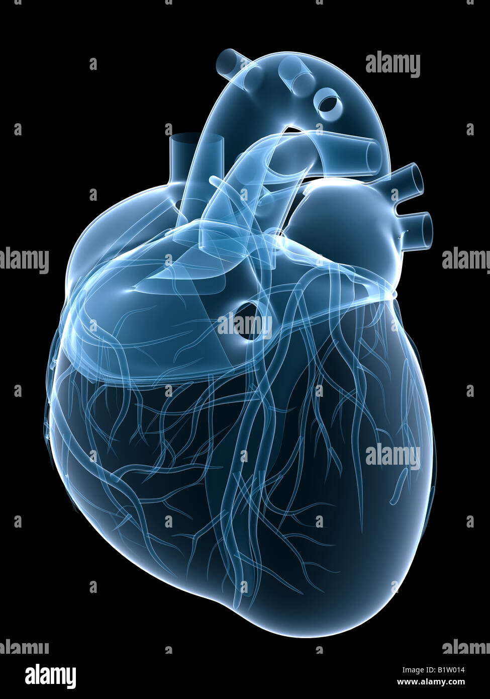 Human heart hi-res stock photography and images - Alamy