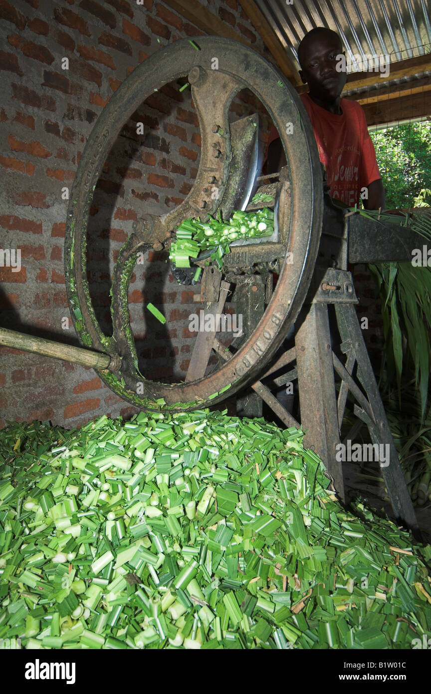 Lusi Community Orphans project Kenya Cutting napier grass into smaller ...