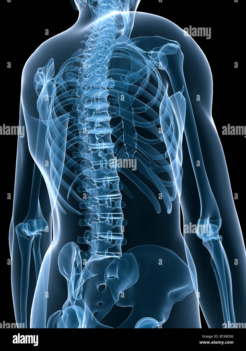 Human skeleton back hi-res stock photography and images - Alamy