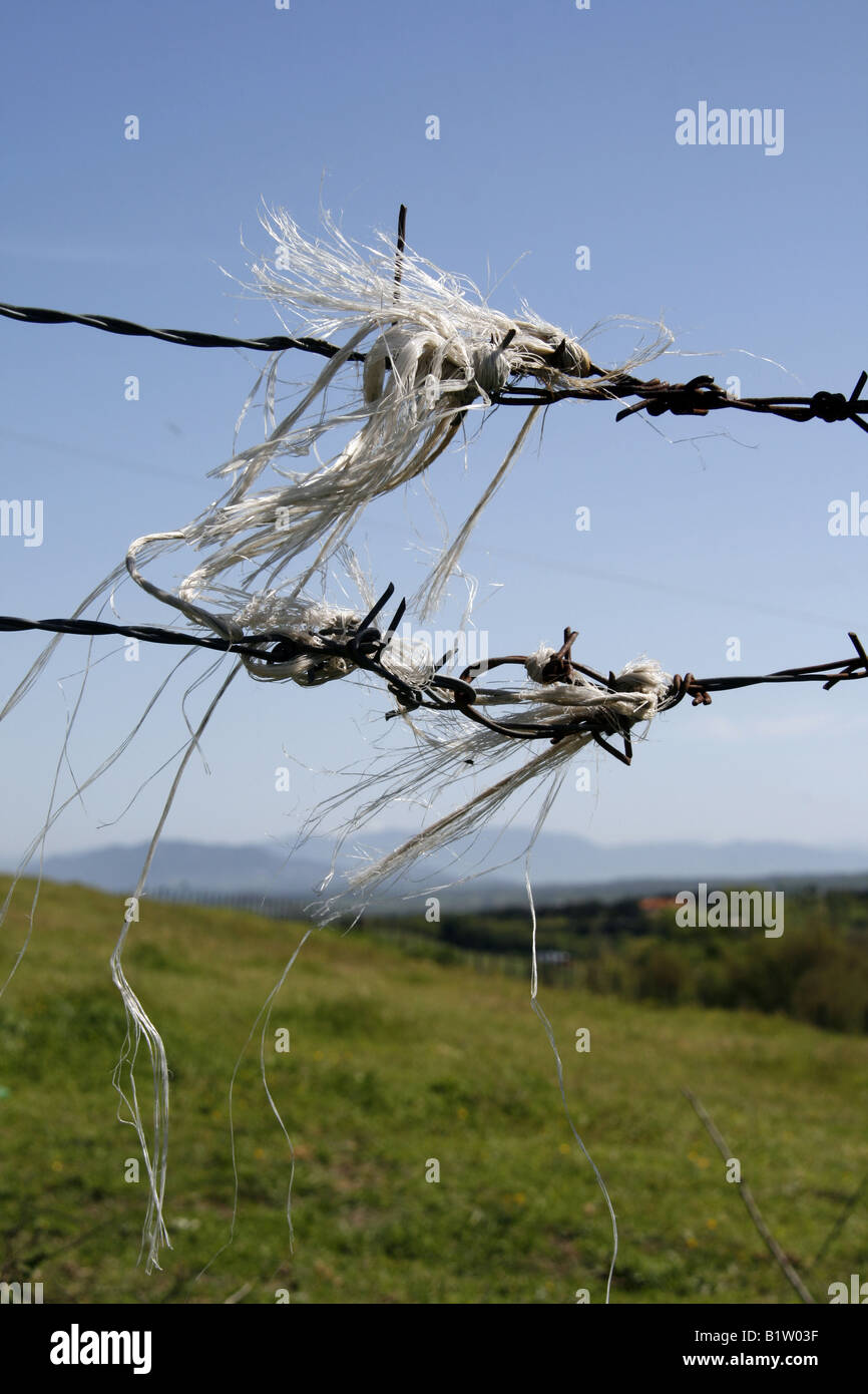 Sheep stuck in fence hi-res stock photography and images - Alamy