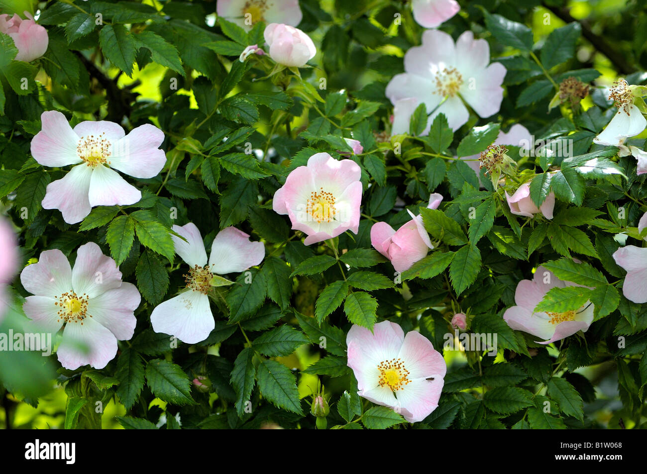 Dog rose wild rose in flower bloom Stock Photo - Alamy