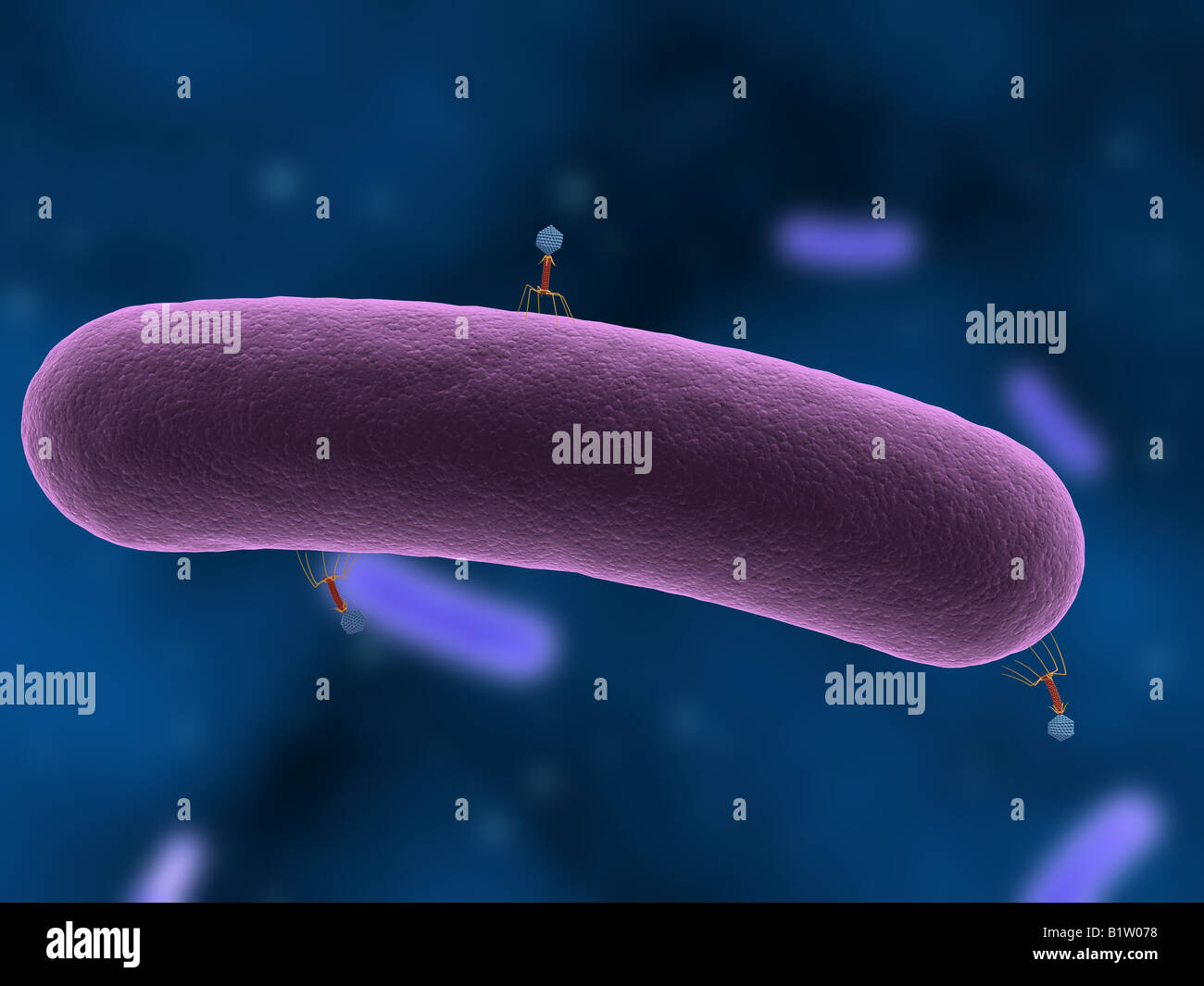 Bacteriophage microscope hi-res stock photography and images - Alamy